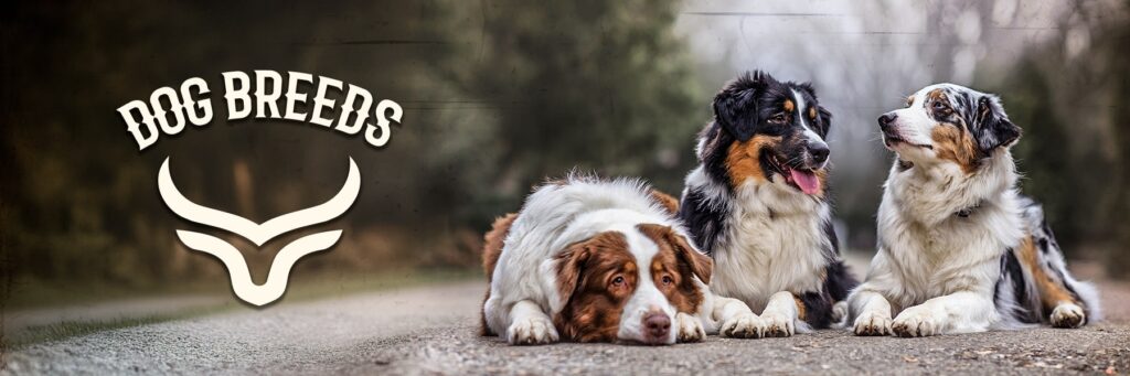 Dog Breeds – Ranch & Corral