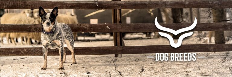 Dog Breeds – Ranch & Corral