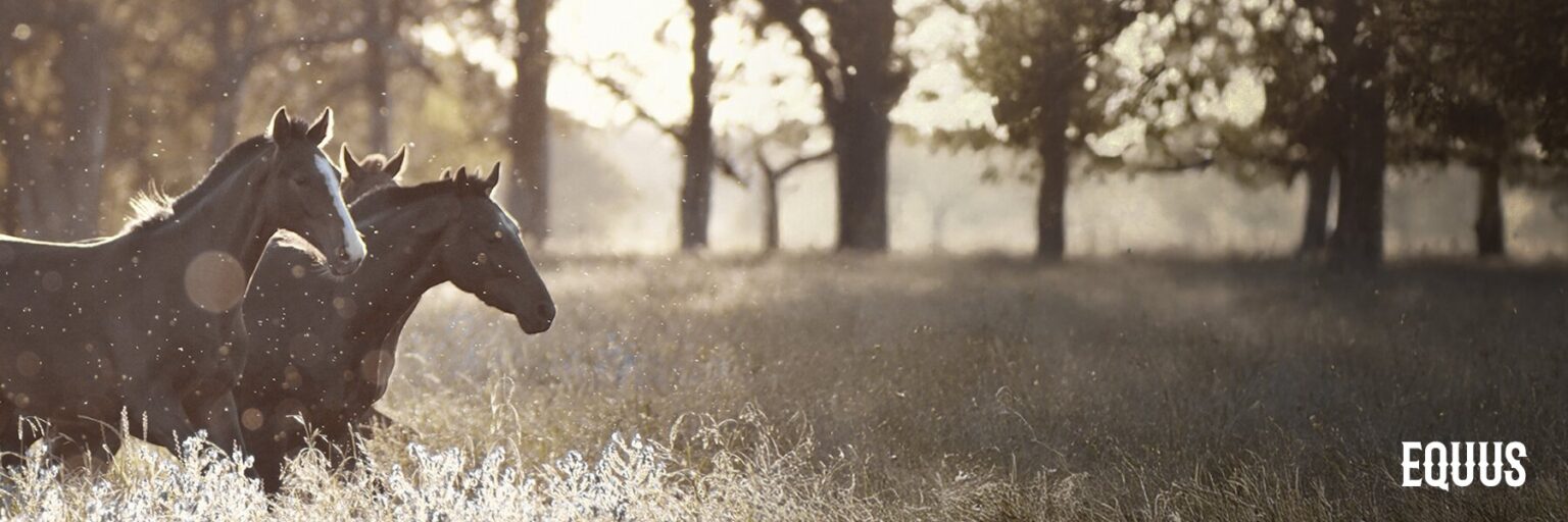 Equus – Ranch & Corral